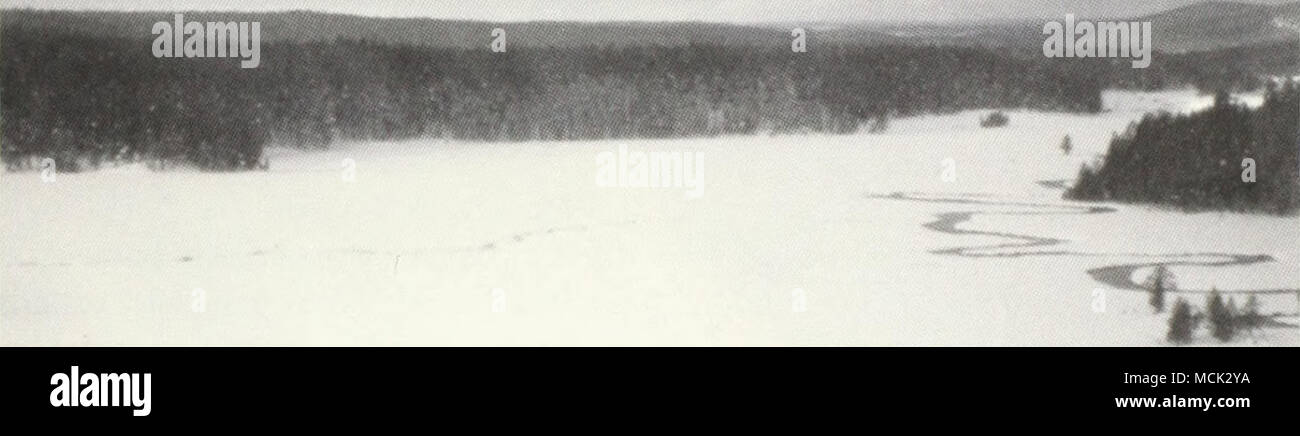 . Bison migrating outside Yellowstone National Park. 11 Stock Photo - Alamy