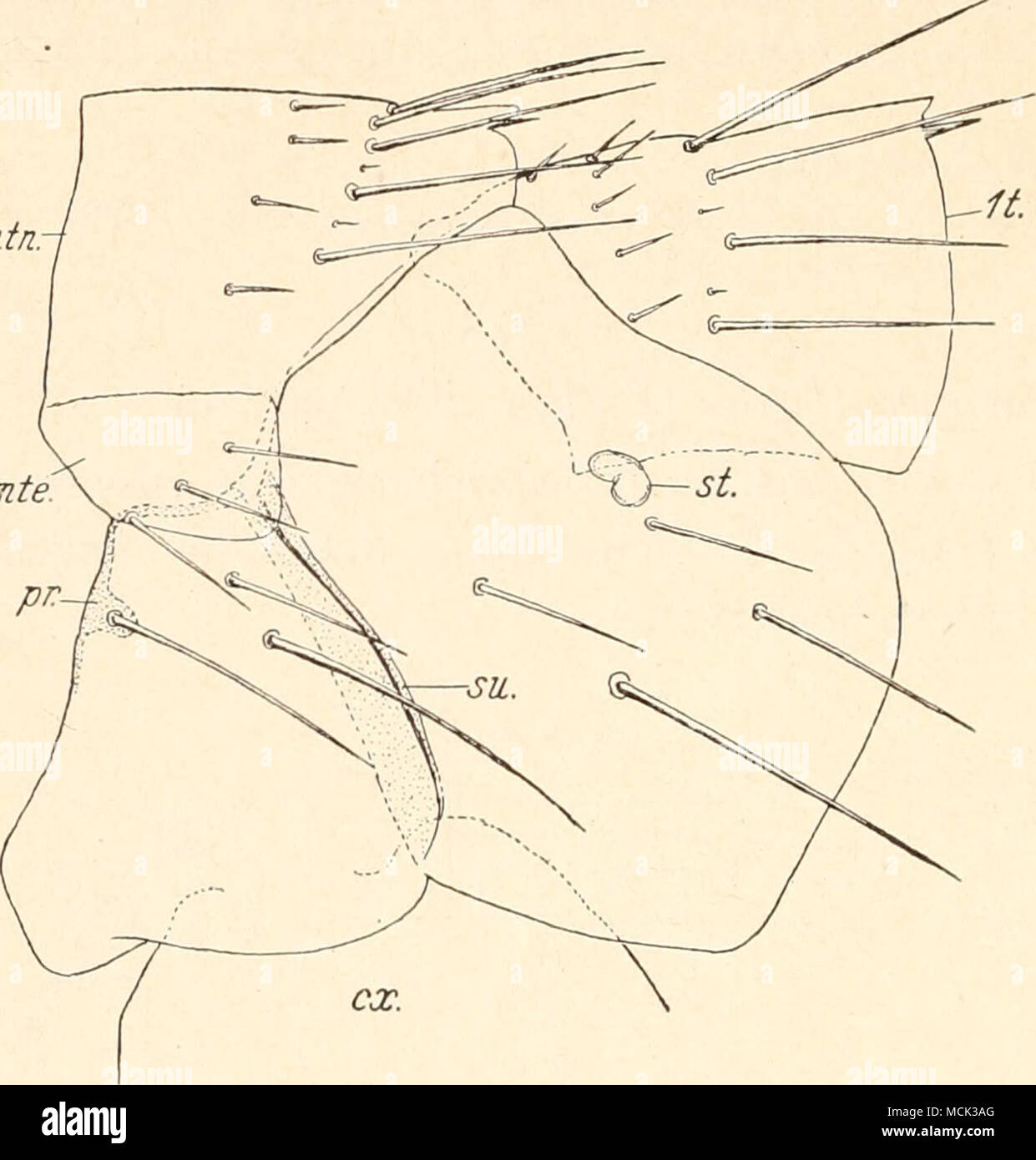 Metathorax hi-res stock photography and images - Alamy