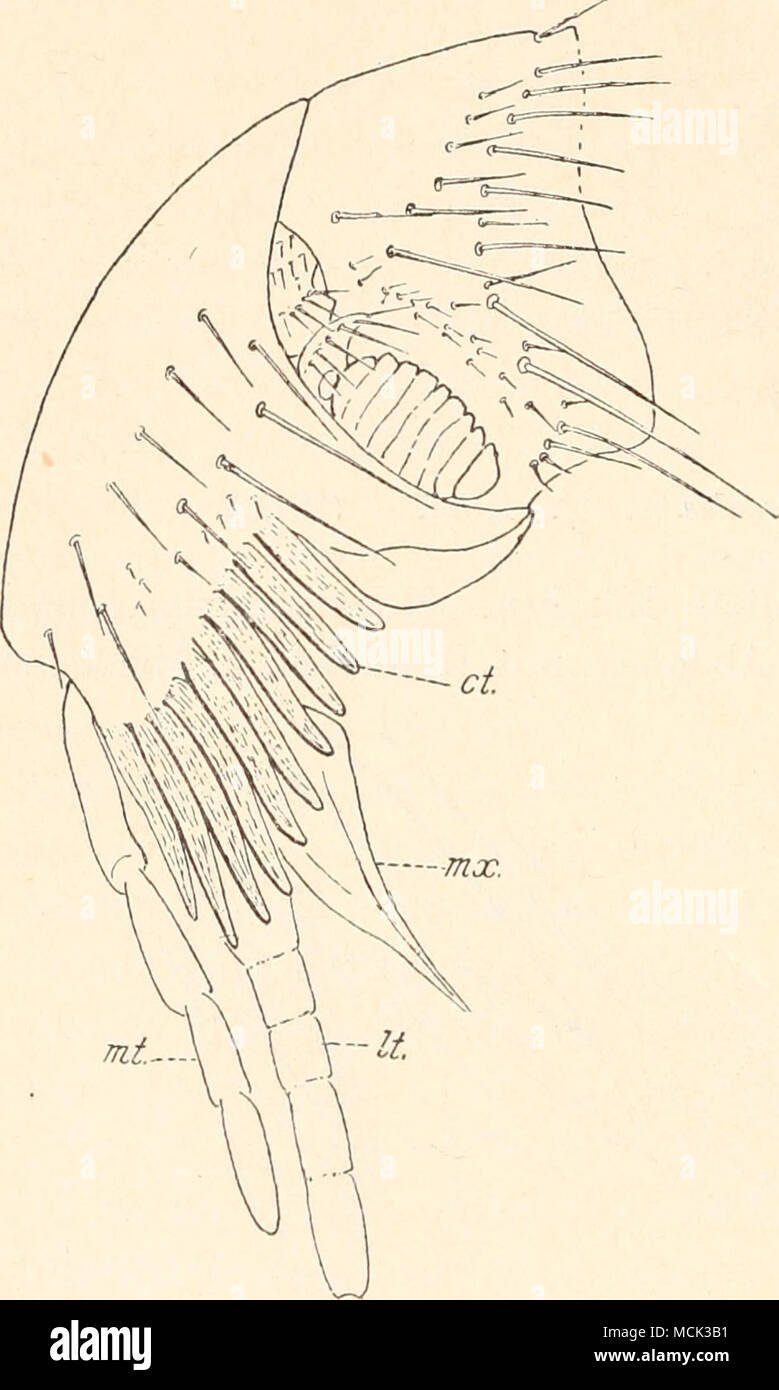 . Abb. 80. Hystrichopsylla talpae Gurt. 9- Kopf. — (Nach Wagner.) 2 ...