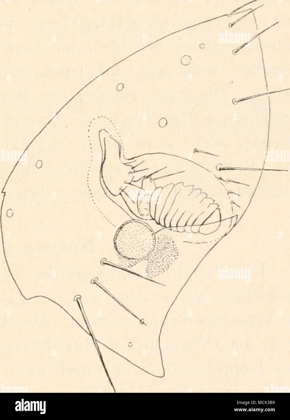 . Abb. 73. Lycopsylla nocus R. $. Kopf. — (Orig Stock Photo - Alamy