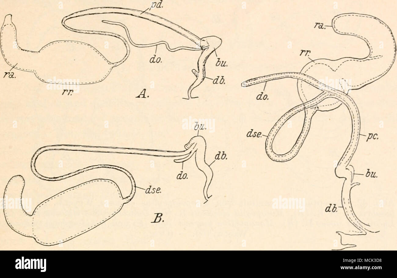 . Abb. 39. Weiblicher Kopulationsapparat von Myoxopsylla laverani R. (A ...
