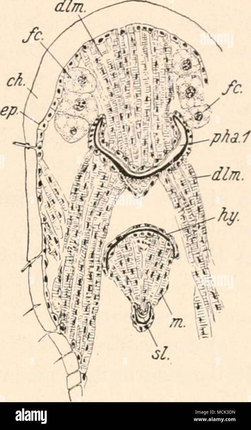 Psylla Stock Photos & Psylla Stock Images - Alamy
