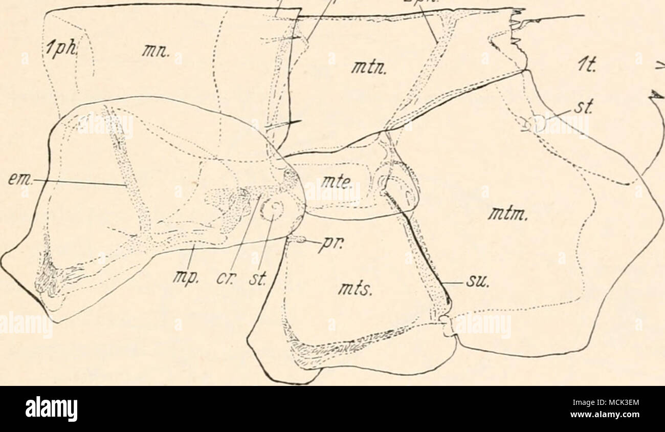 . Abb. 19. CtenofSijllus fallax Roths. $. Meso- und Metathorax. — (Orig ...