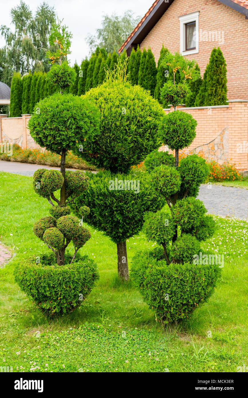 geometrically trimmed shrubs in landscape design Stock Photo - Alamy