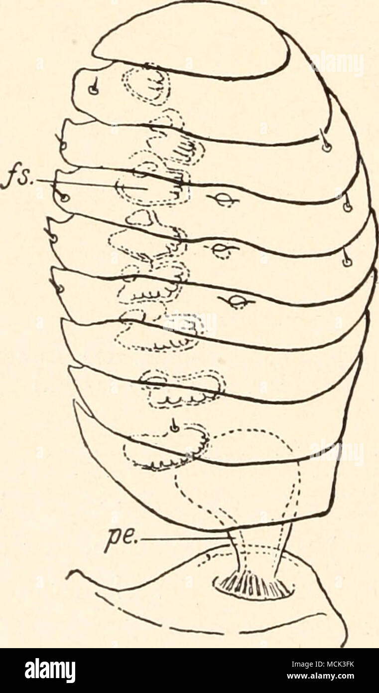 . Abb. 11. Paraceras ßabellum Wagn. 9- Fühlerkeule. — (Orig.) wickelter ...