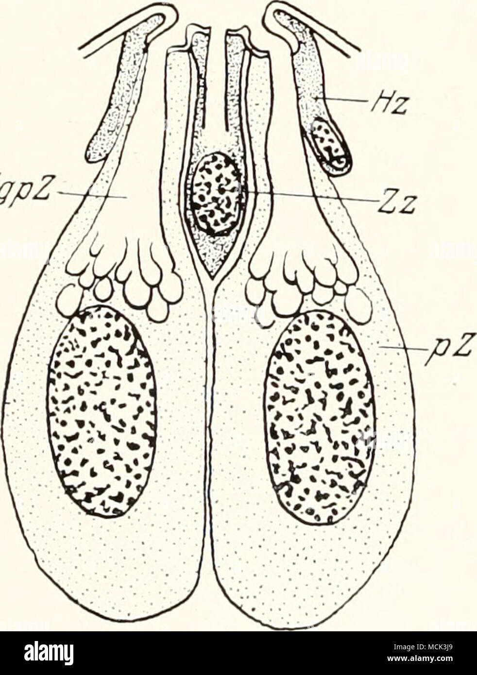 Pollister hi-res stock photography and images - Alamy