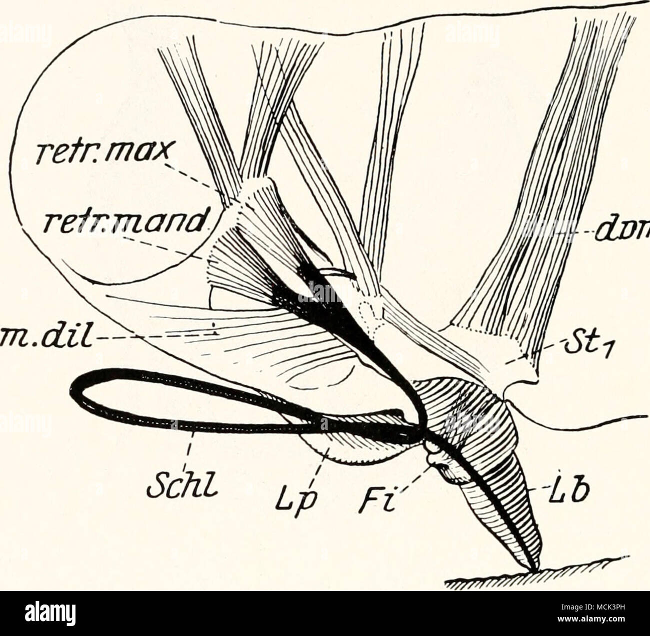 Dilatator hi-res stock photography and images - Alamy