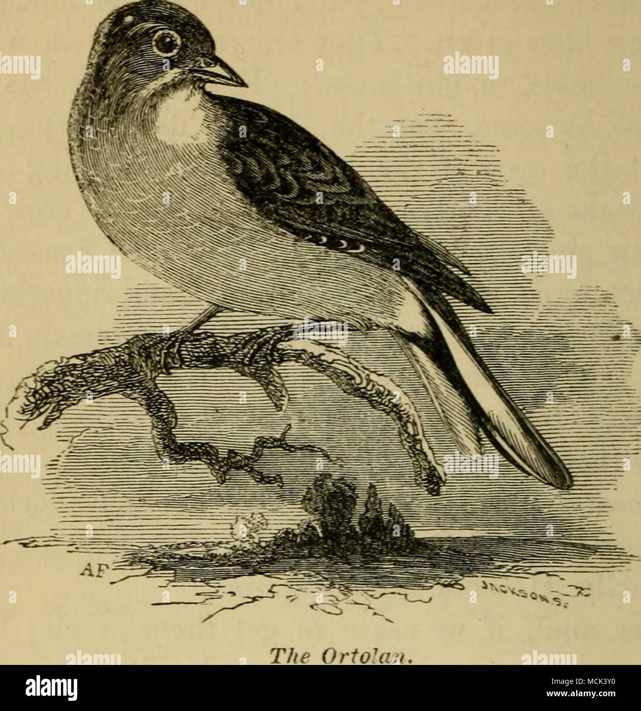 . CHAPTER XL THE ORTOLAN. The fatting of wild birds largely practised ...