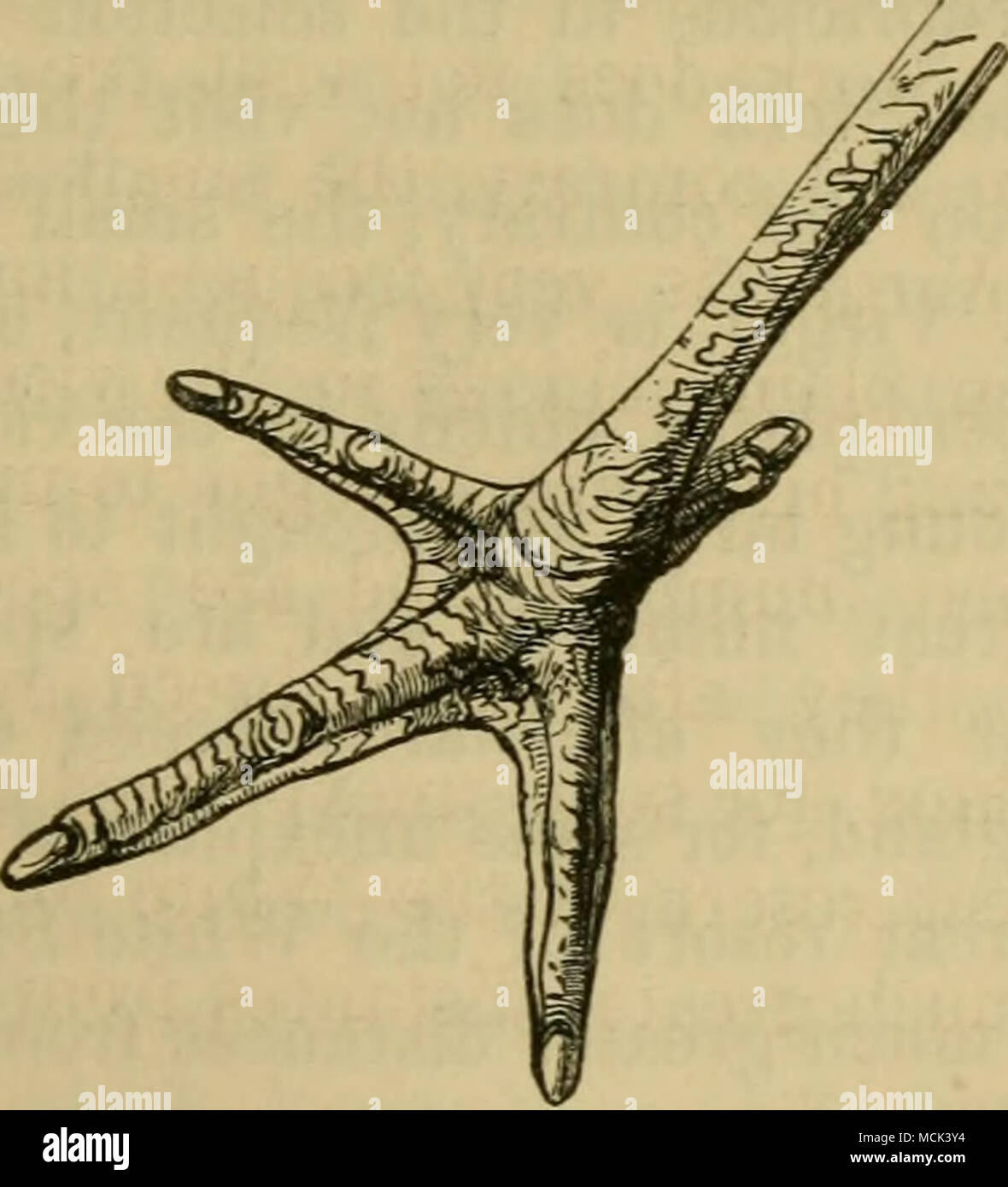 Stork foot hi-res stock photography and images - Alamy