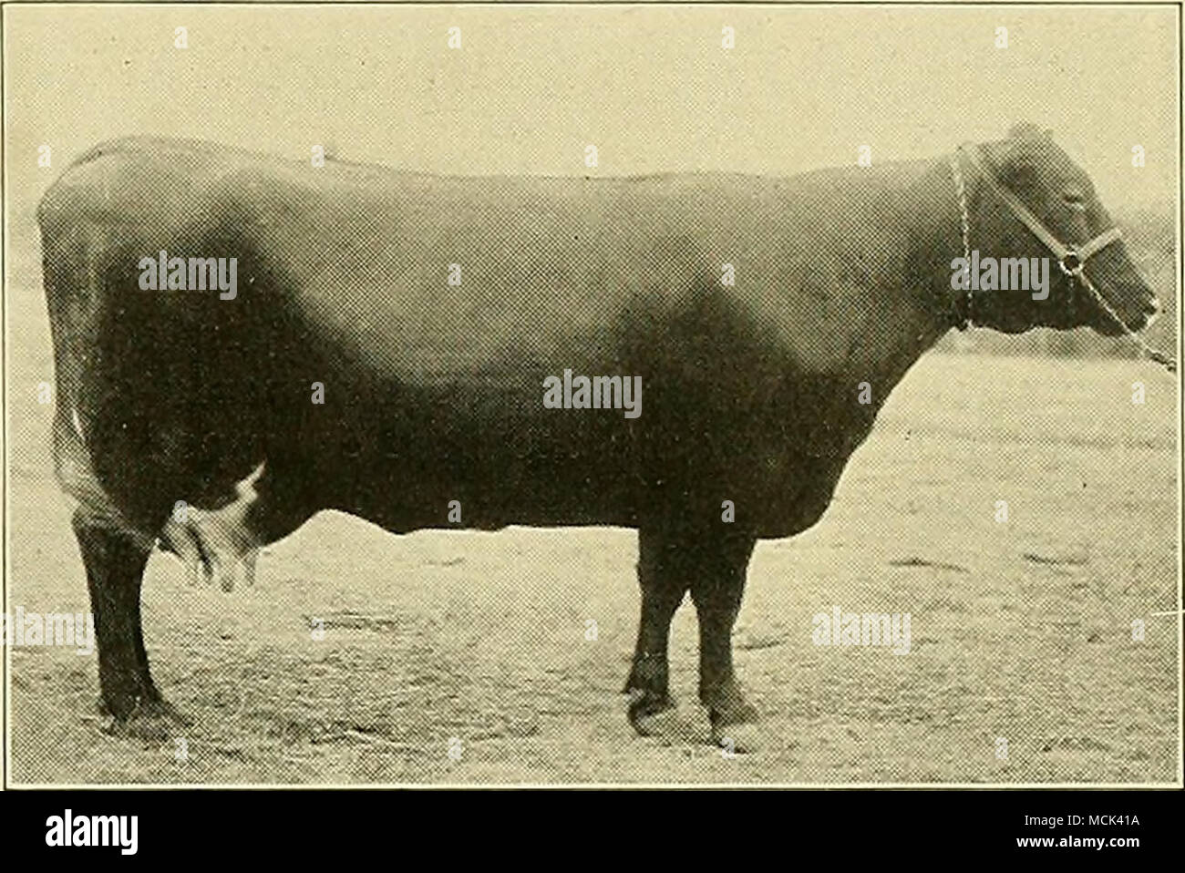 . JEAN DULUTH BEAUTY World's champion Red Polled cow. A Minnesota cow ...