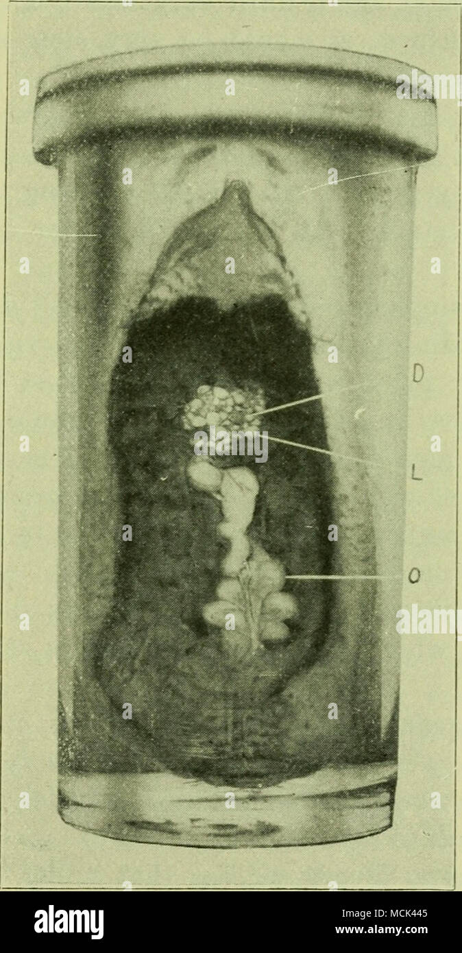 . Fig. 13 Showing- Laying Organs in Full Dormant State, Showing a Few ...