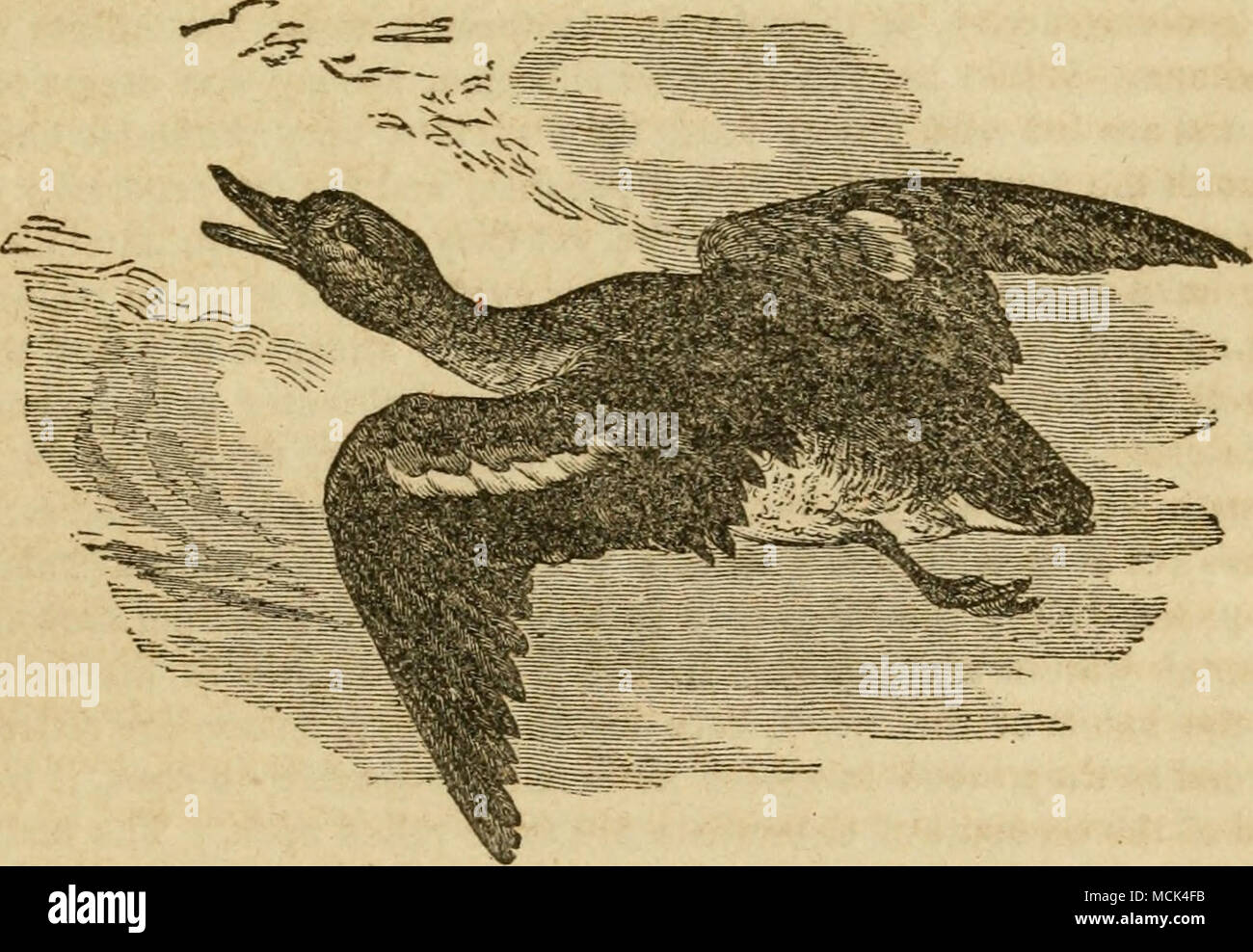 . THE WILD DUCK, Wild Ducks.—Ducks properly so called admit of a ...