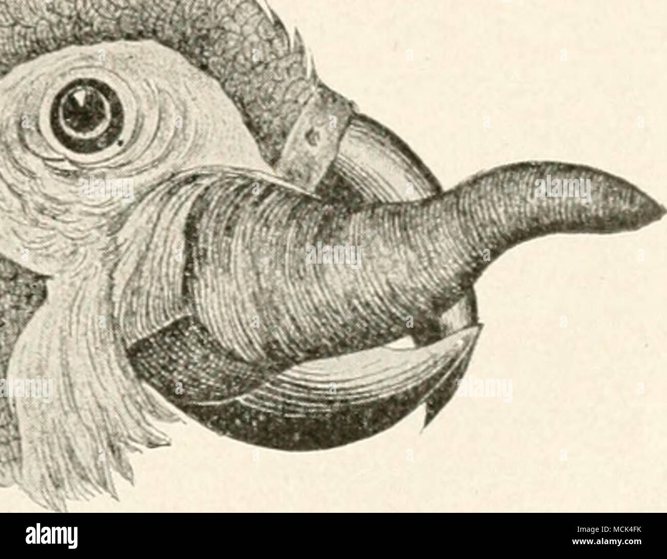 Disease transmitted from pigeons hi-res stock photography and images ...