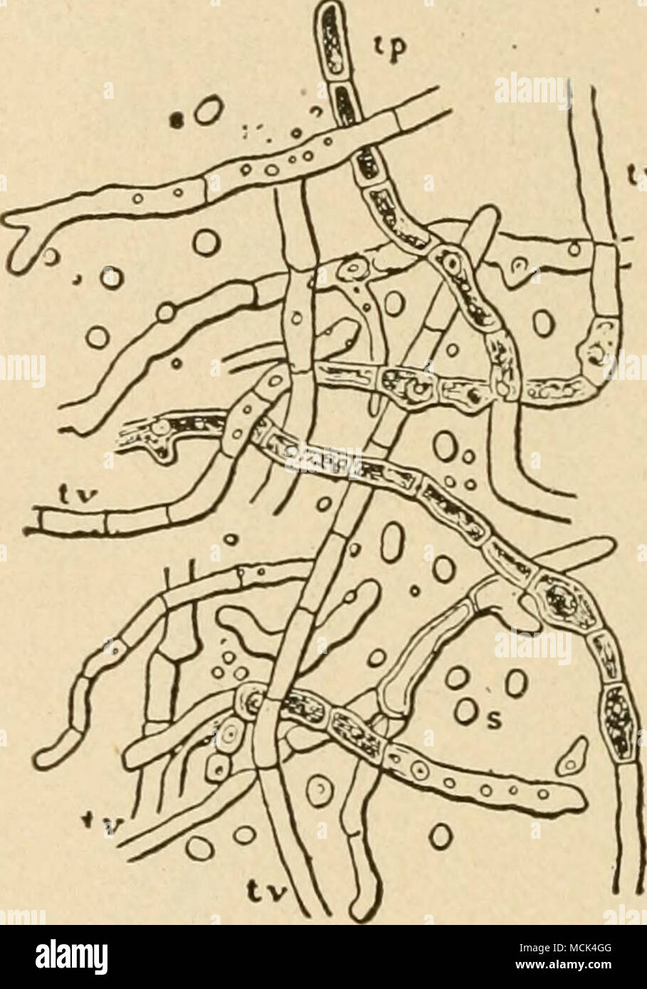 . Fig-. 54.—The Achoiioii .Srlioii/iiiiii of the favus of poultry; mag ...