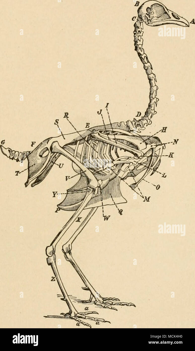 Neck n r hi-res stock photography and images - Alamy