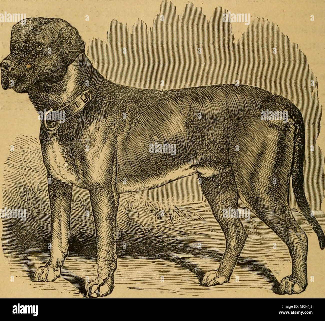 . Fig. 29.—ENGLISH MASTIFF, GOVEBNOB. THE MASTIFF. There is every ...
