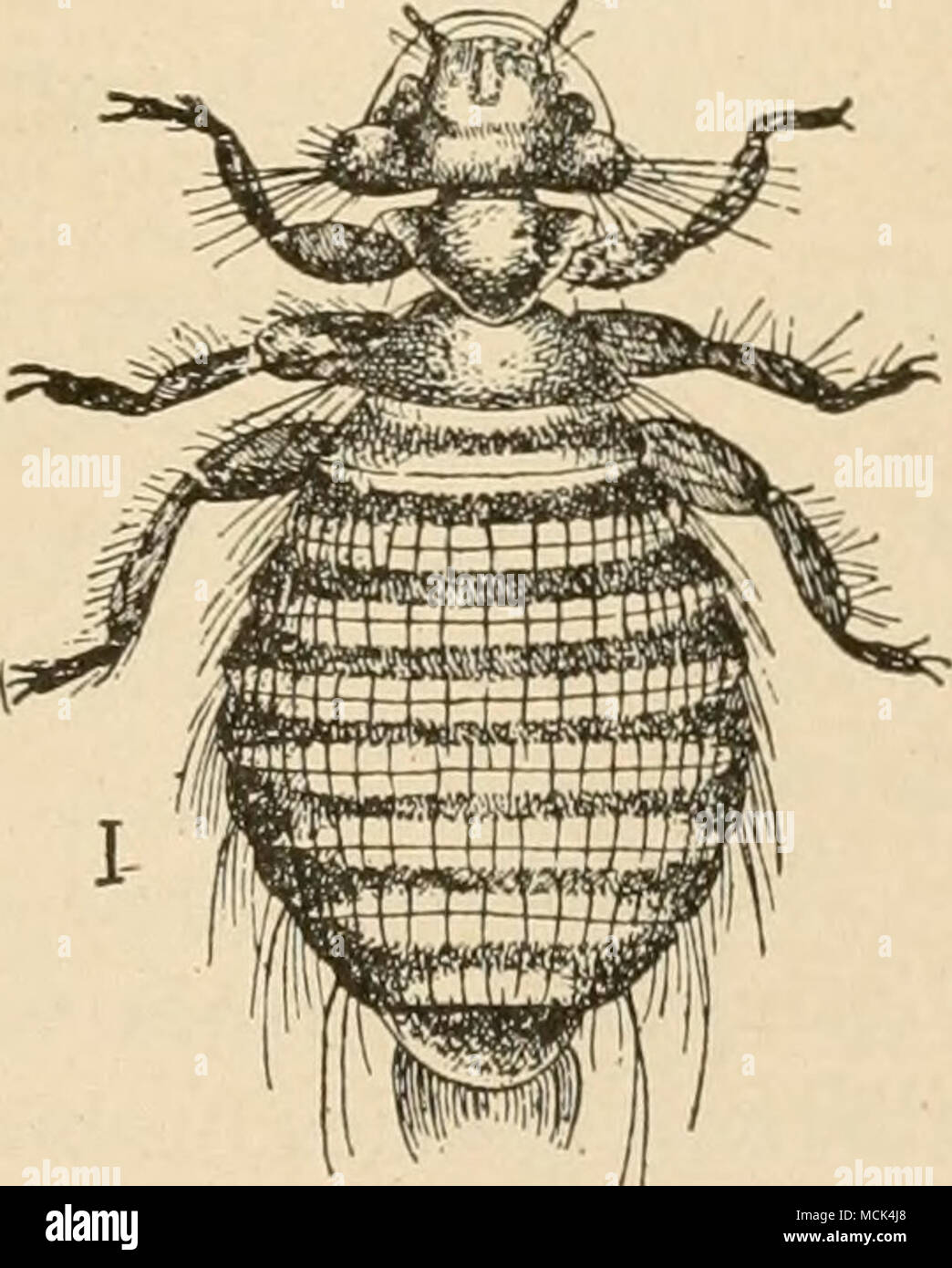 . Fig. 39.— Menopon latum. (Pigeons Stock Photo - Alamy