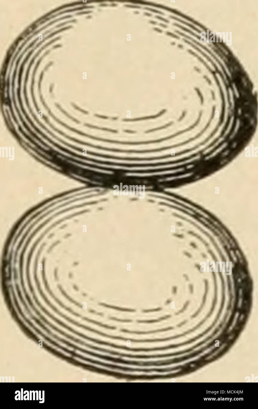 . 5. Middle of April. -Testes of the House-.spar Stock Photo - Alamy