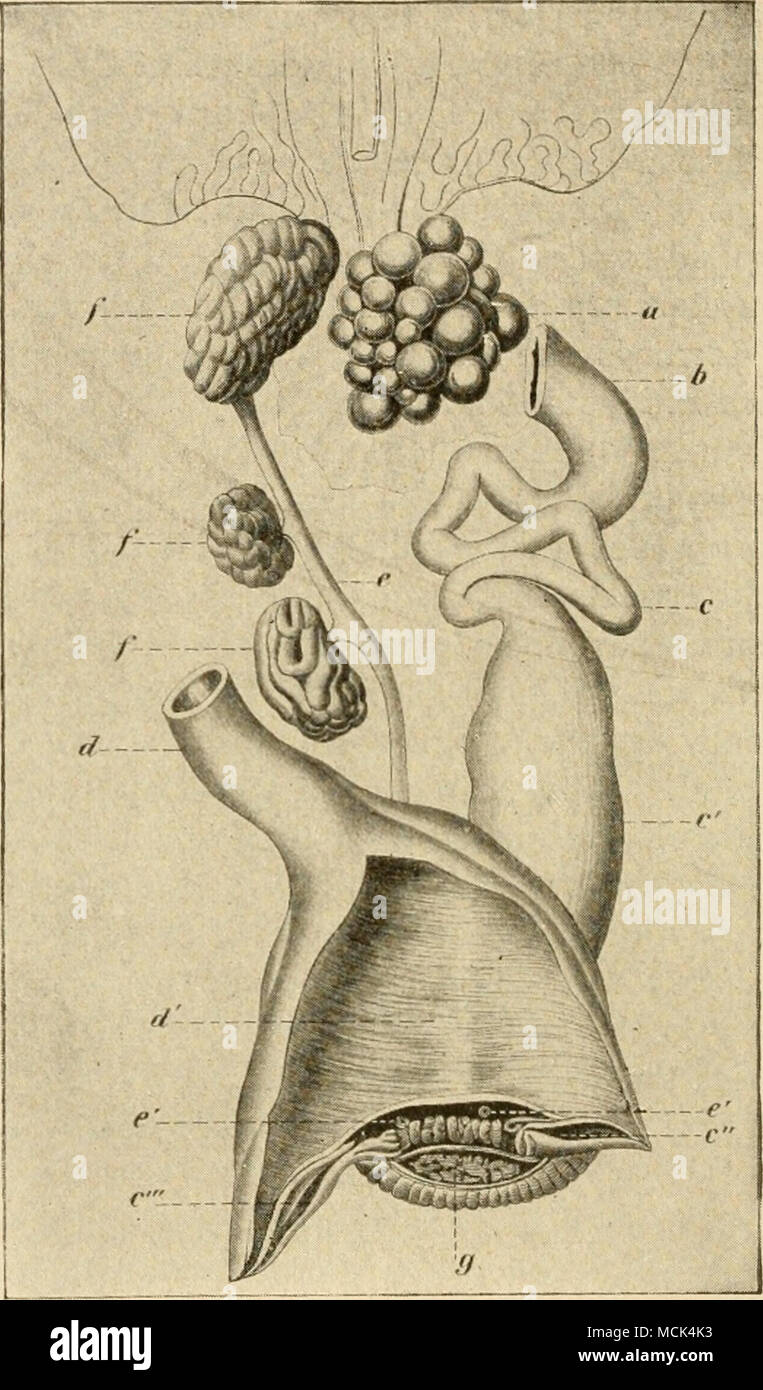 . Fi^f. 30.—Urinary and reproductive organs of the hen; a, ovary ...