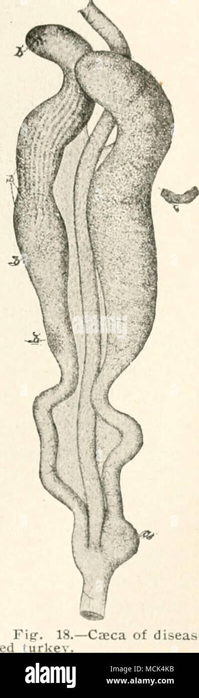 Caeca hi-res stock photography and images - Alamy