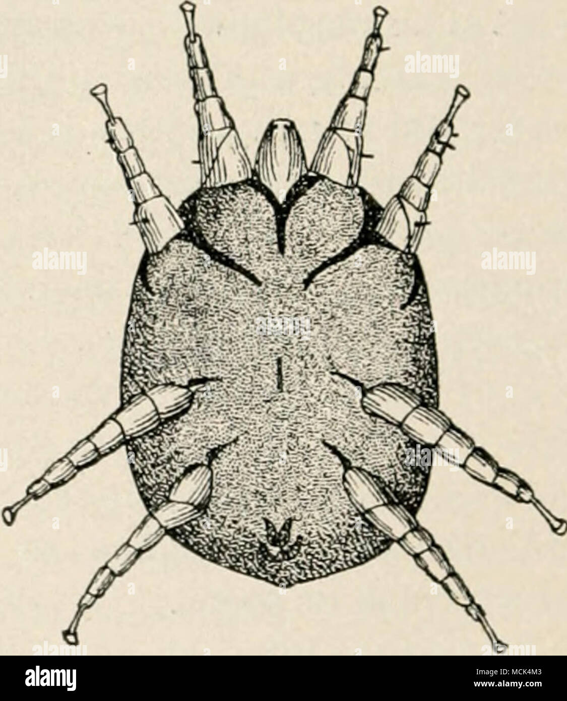 Fijr hi-res stock photography and images - Alamy