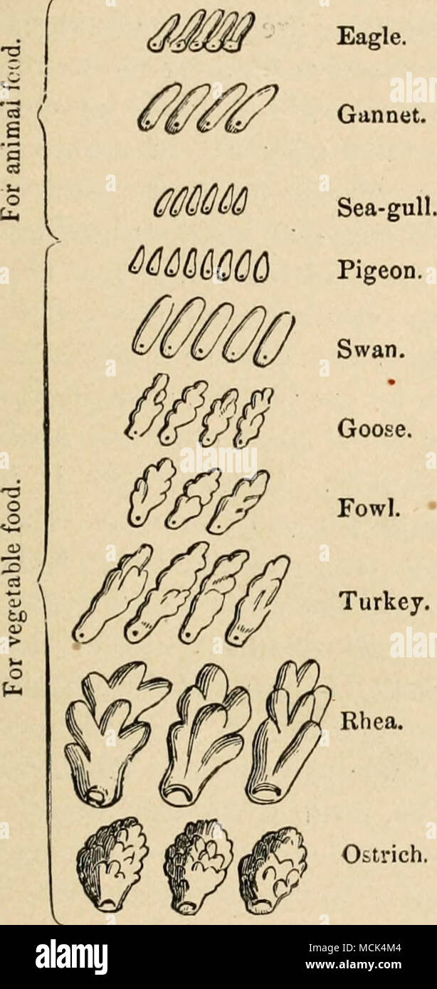 . Turkey. Rhea. Ostrich. Fig. 16.—Gastric plands of birds Stock Photo ...