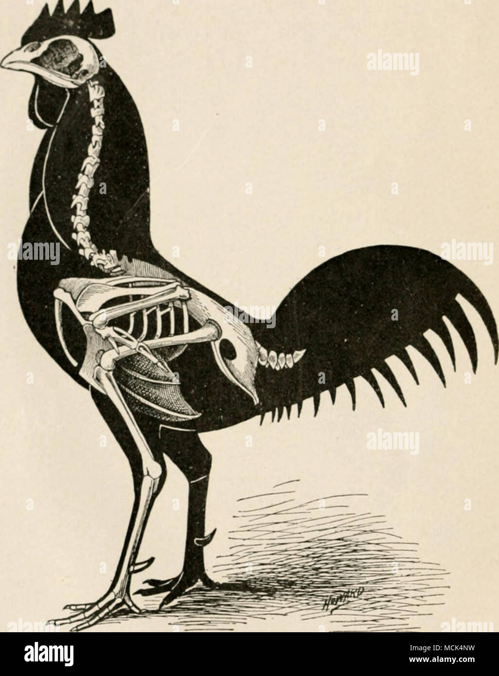 . Relative Position of Skeleton and Soft Parts of Fowl Stock Photo - Alamy
