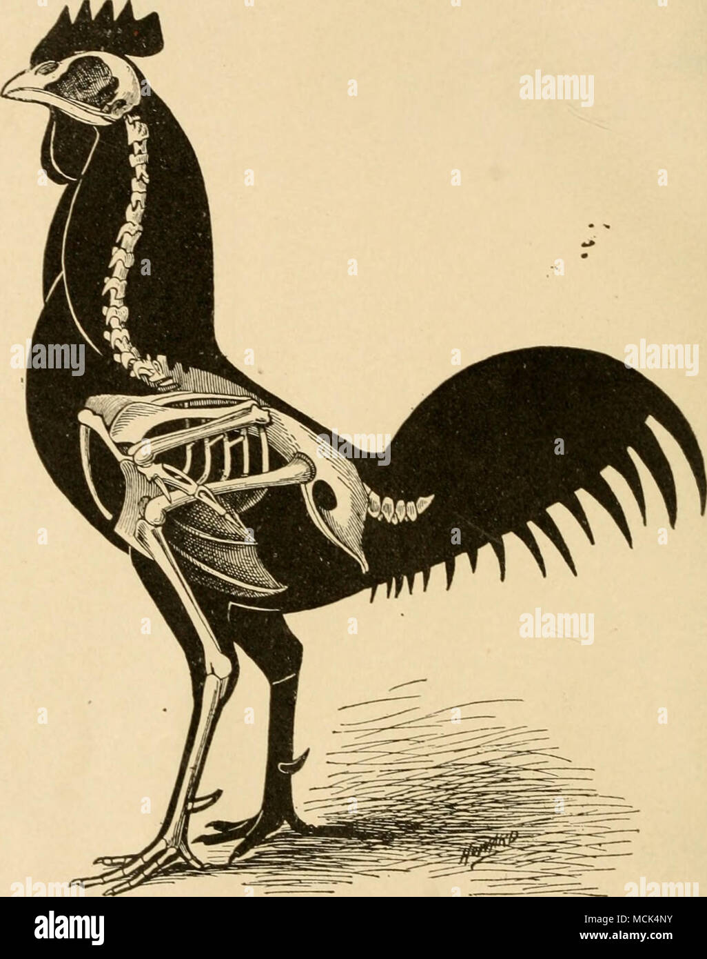 . Relative Position of Skeleton and Soft Parts of Fowl Stock Photo - Alamy