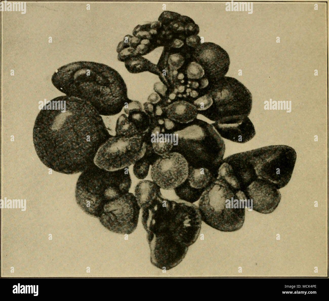 Pullorum hi-res stock photography and images - Alamy