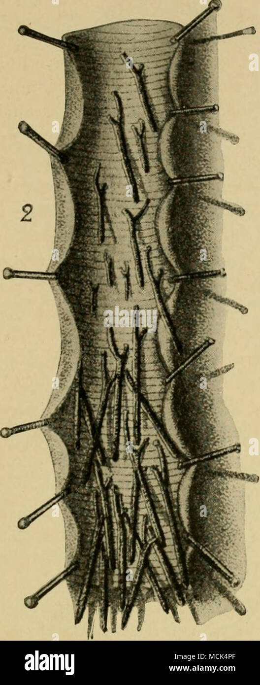 Syngamus trachea hi-res stock photography and images - Alamy