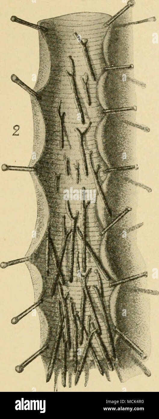 Syngamus trachea hi-res stock photography and images - Alamy