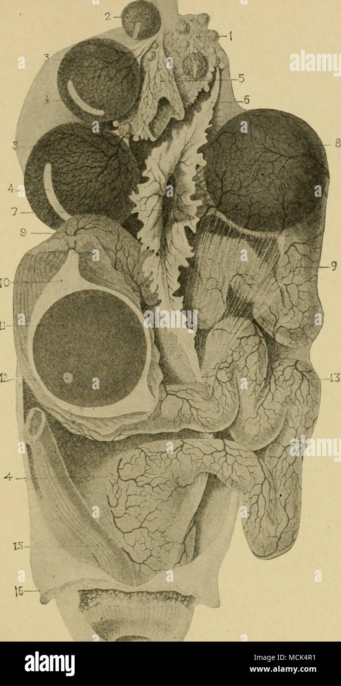 . Fig. 55. — The reproductive or egg producing organs of a hen. See ...