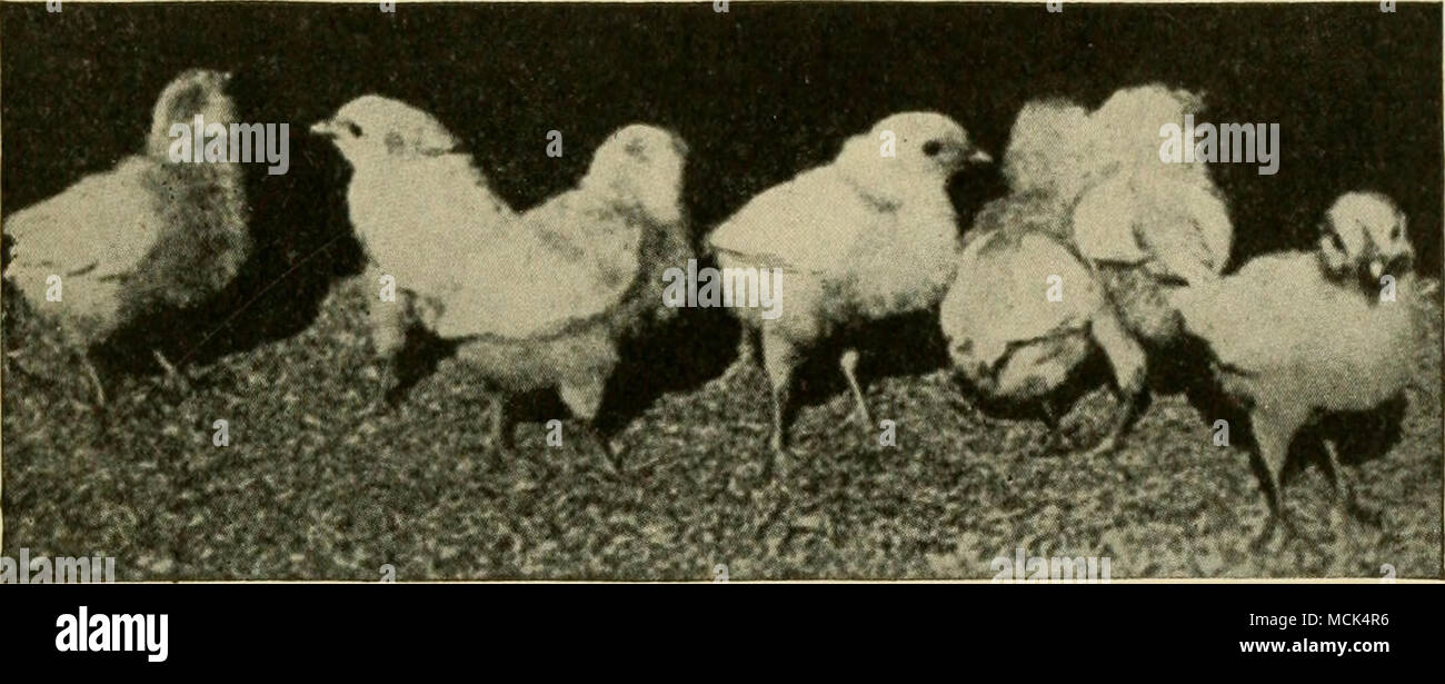 . Tig. 6-1. — Normal ten day White Leghorn chicks. (Alii'i Kcttger and ...