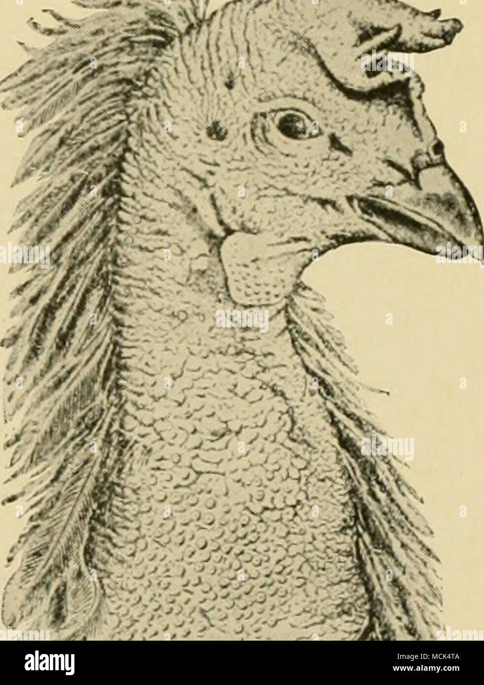 . Fig. 52. — Head and neck of a fowl affected with generalized favus ...