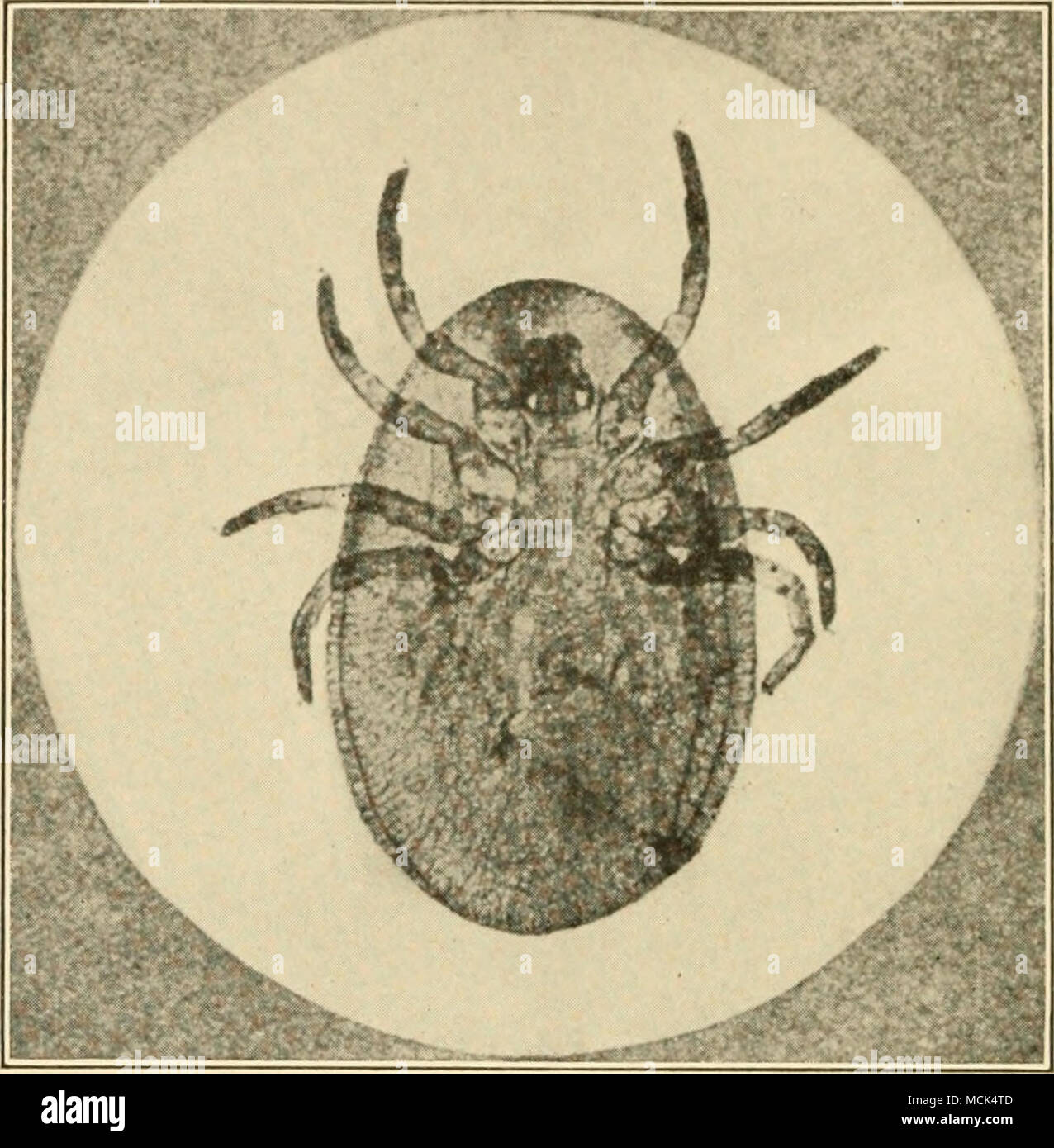 Argas hi-res stock photography and images - Alamy