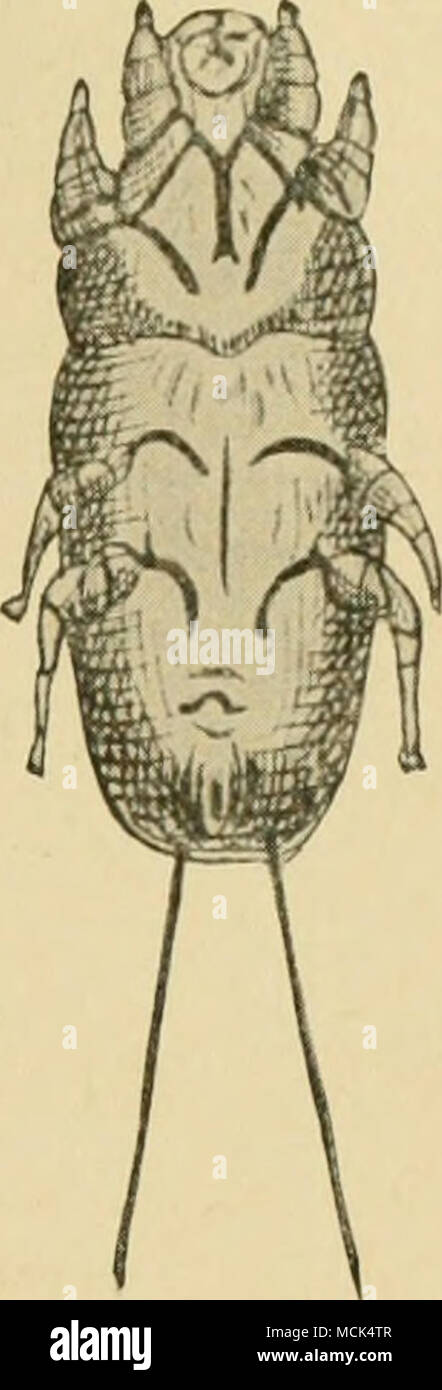 . The mites live on the skin at the base of the feathers. Since the ...