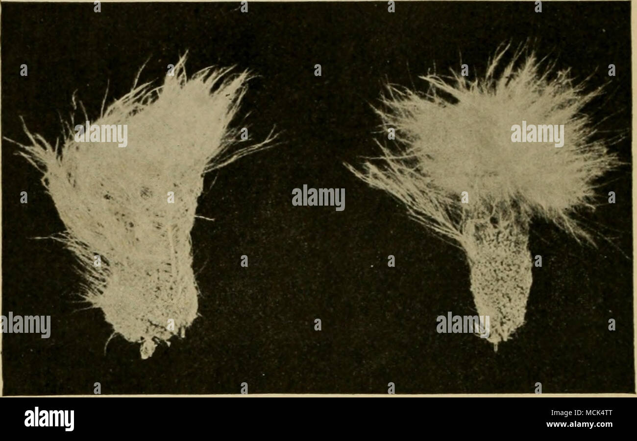 . Fig. 39. — Feathers showing eggs or "nits" of the common hen louse ...