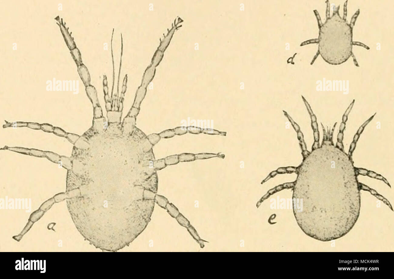 Dermanyssus hi-res stock photography and images - Alamy