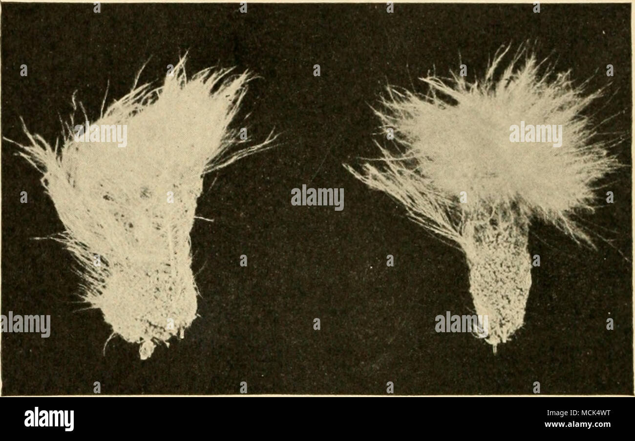 Feather louse hi-res stock photography and images - Alamy