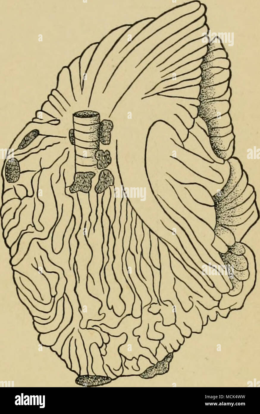 . Fig. 27. — Ventral surface of the right lung of a fowl, injected with ...