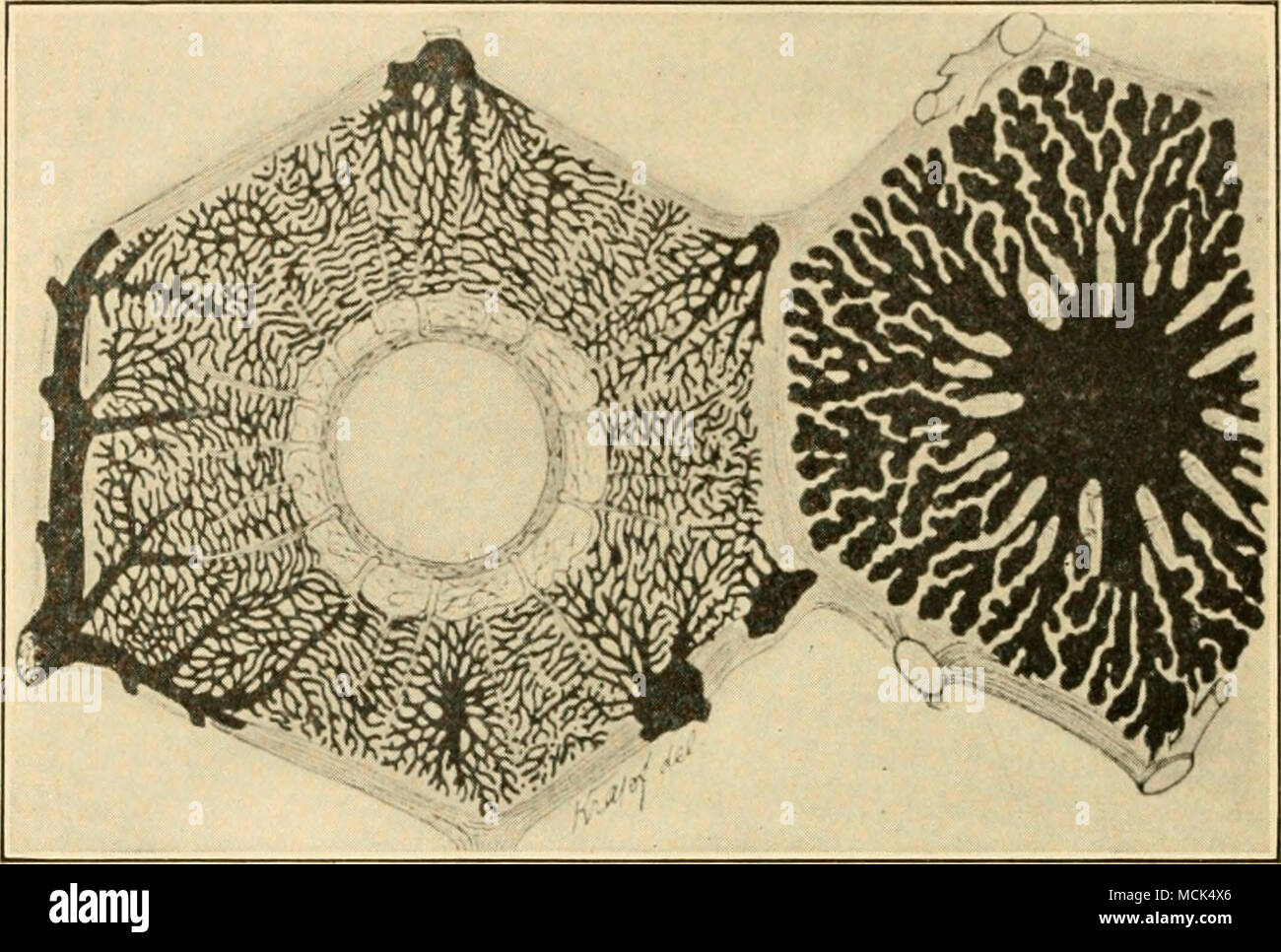 . Fig. 28. —.Cross section of two of the small air tubes of the lung of ...