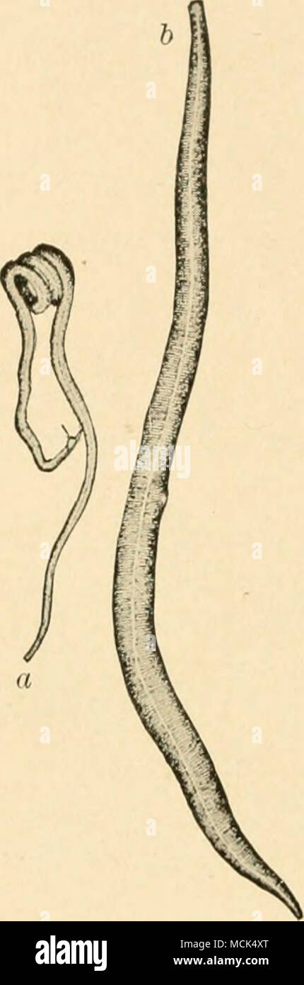 Heterakis High Resolution Stock Photography and Images - Alamy