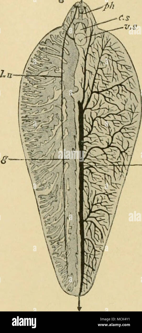 Trematode hi-res stock photography and images - Alamy