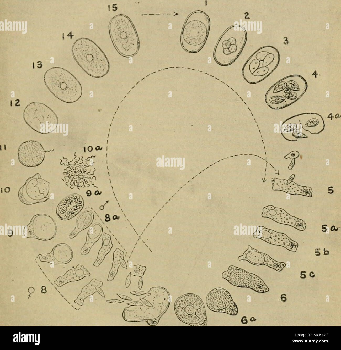 . SO, ' /(v Fig. 8. — Diagrammatic representation of the life history ...