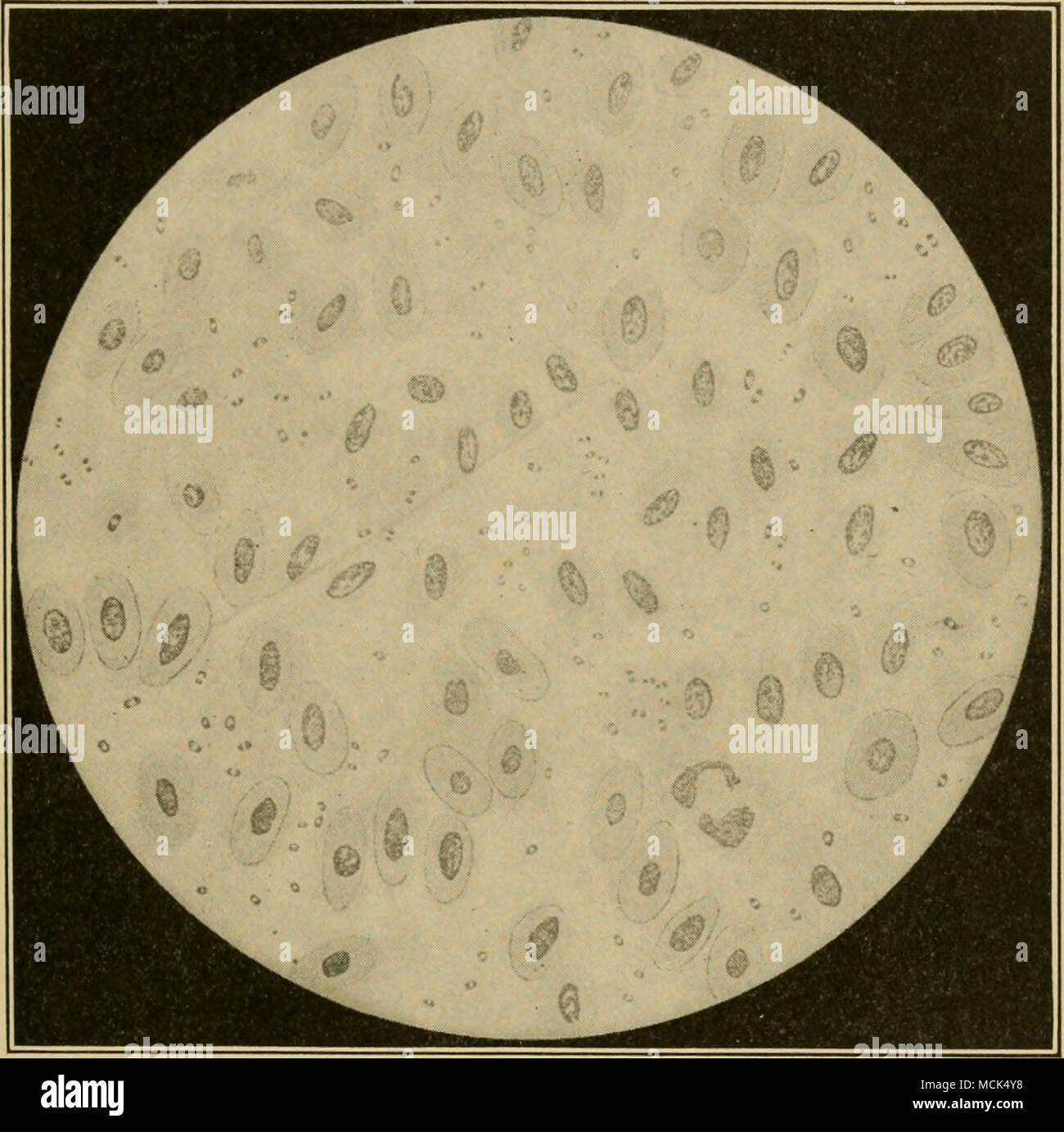 Cholera bacteria microscope hi-res stock photography and images - Alamy