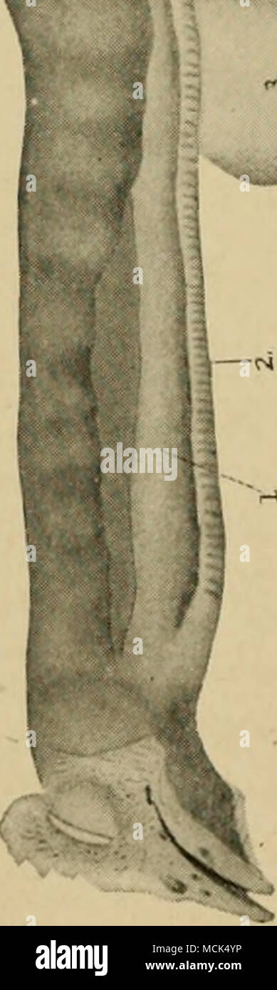 . the left side of a hen carried out in such a way as to show the ...