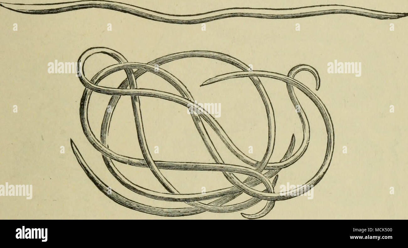 . Fig. 47.—MAW-WORM. all are now said to be developed from the hydatid ...