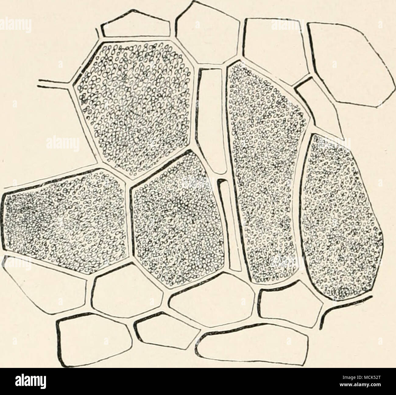 Filled with spores hi-res stock photography and images - Alamy