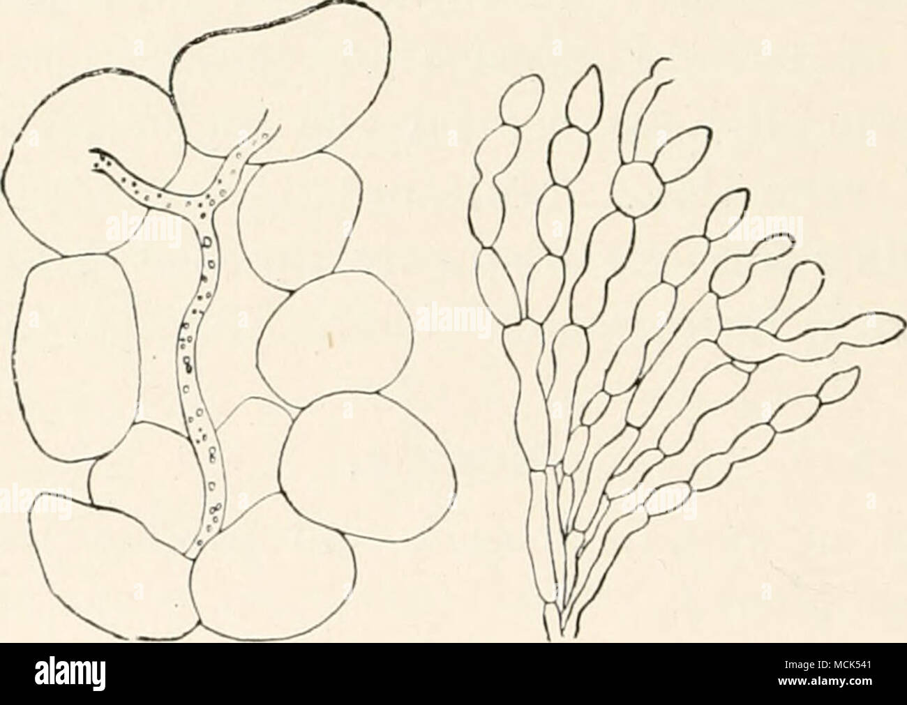 Strongly affected hi-res stock photography and images - Alamy