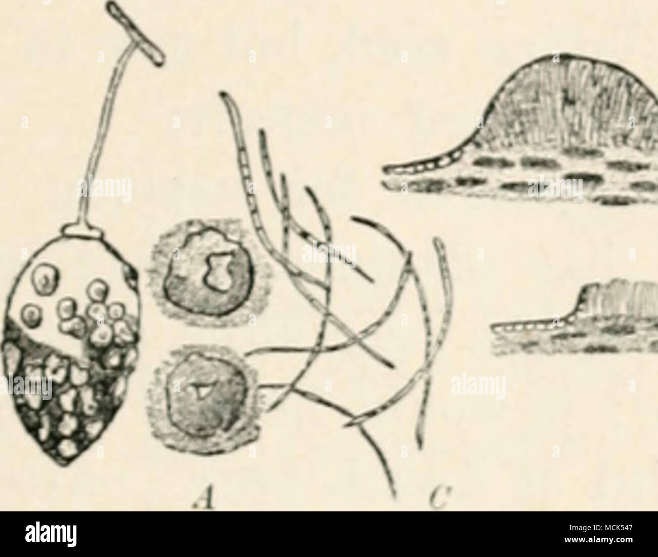 Avcs hi-res stock photography and images - Alamy